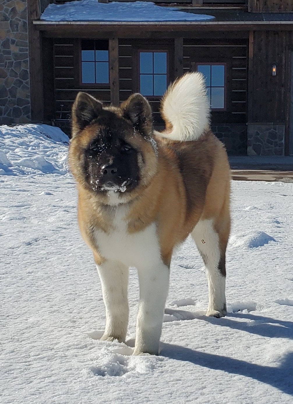 Little Bear Akitas